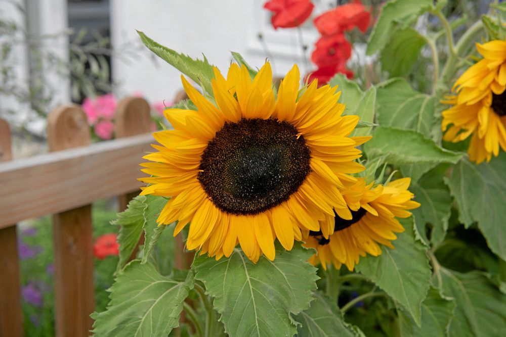 Guide: Odla solros – så lyckas du | Land