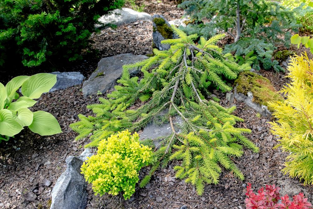 Odla barrväxter i trädgården | Land