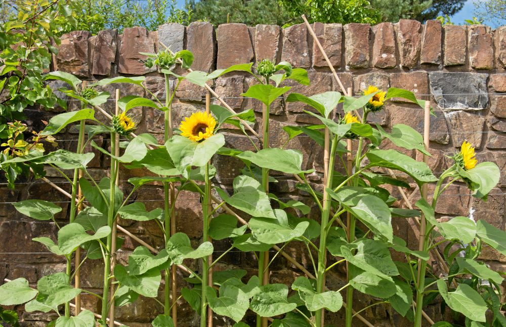 Guide: Odla solros – så lyckas du | Land