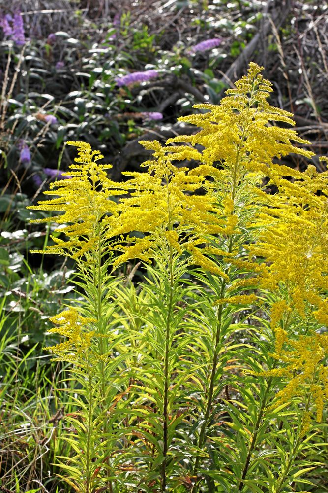 Trädgårdsväxter som är förbjudna – och som du kan ha kvar | Land