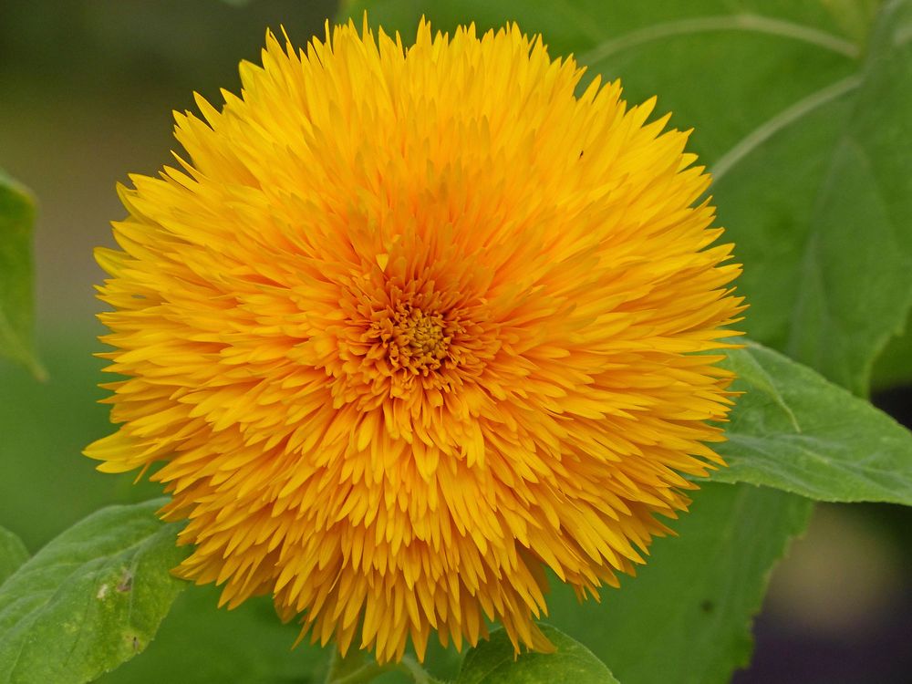 Guide: Odla solros – så lyckas du | Land