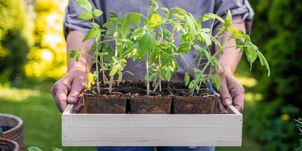 GUIDE: Plantering och skötsel av syrener | Land