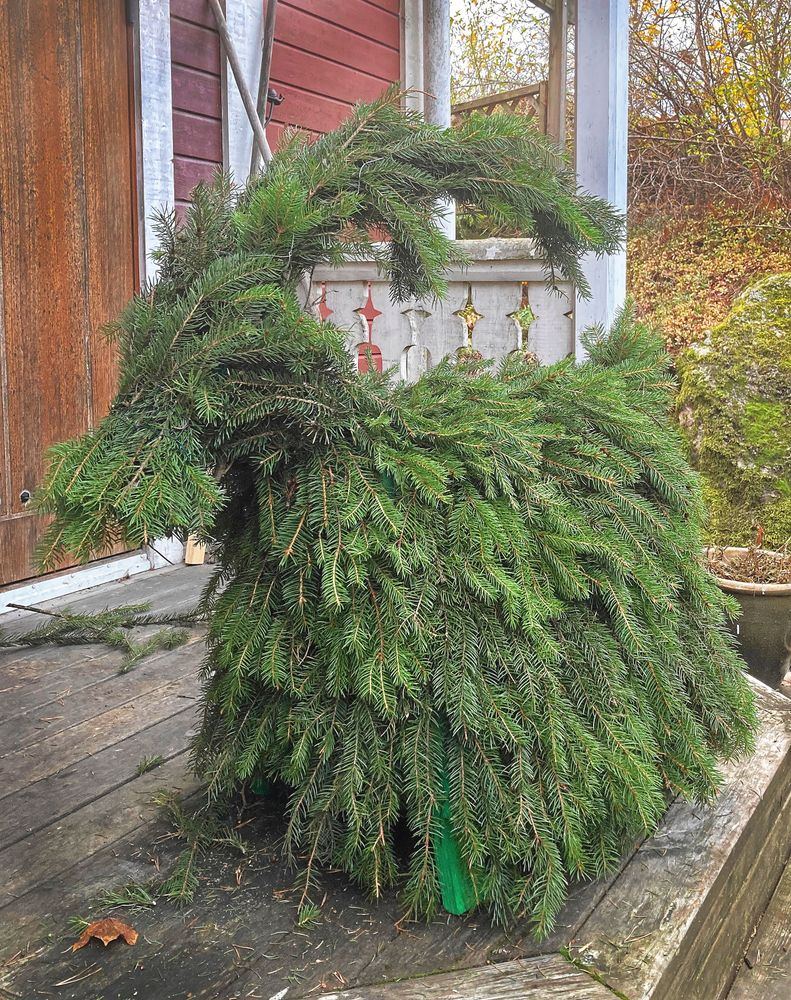 Bygg en julbock av granris | Land