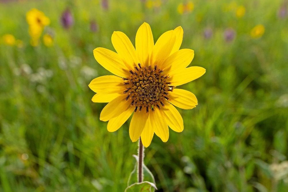 Guide: Odla solros – så lyckas du | Land