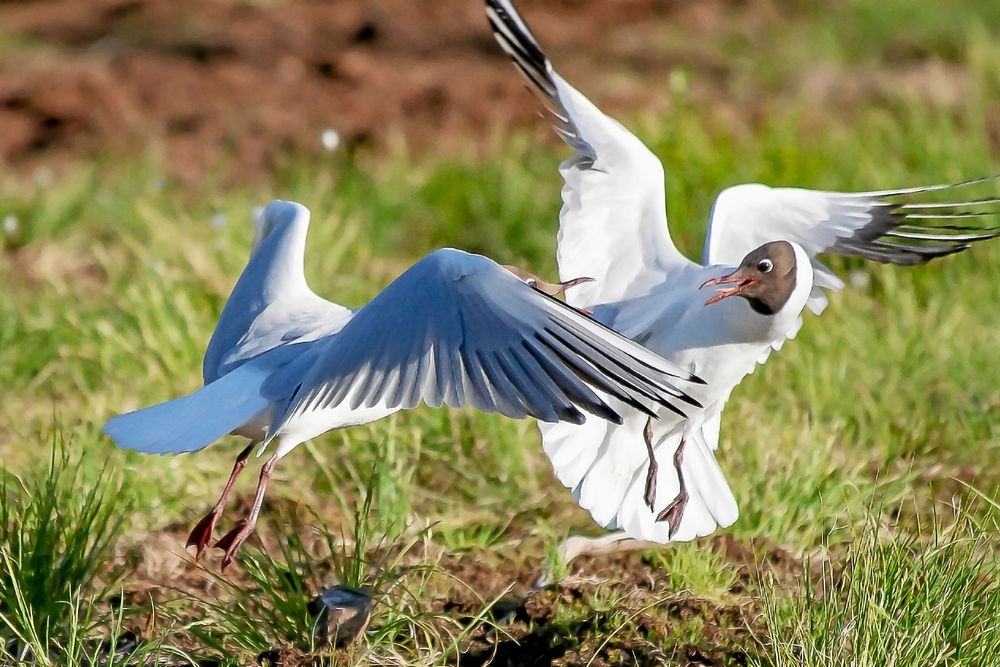 Vingar – superkraften sedan 375 miljoner år | Land